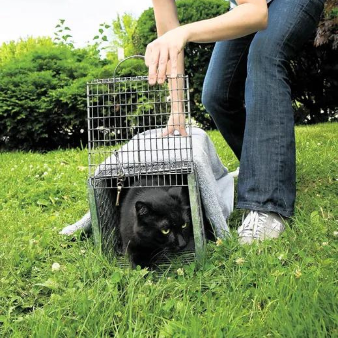 Feline Trap, Neuter, Return (TNR) Program